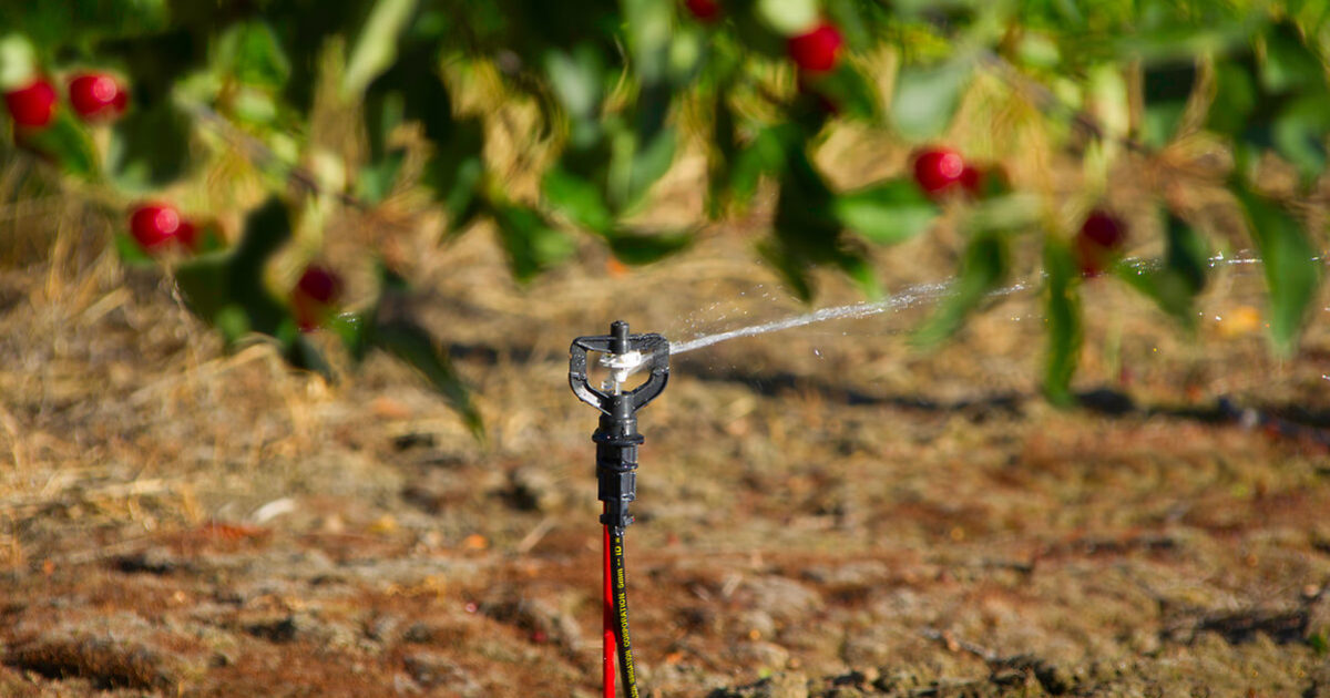 Rotator® Sprinklers | Tree & Vine Applications
